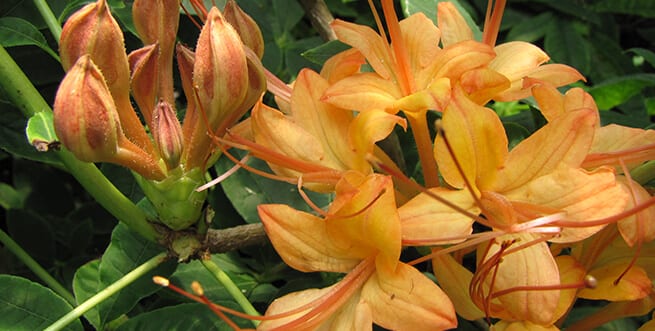 Atlanta Botanical Garden | Azalea Walk
