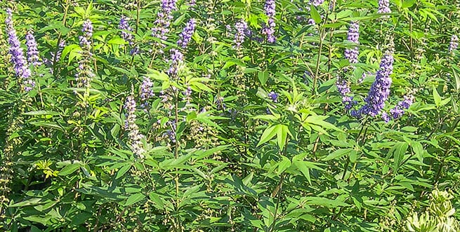 Atlanta Botanical Garden | Chaste Tree