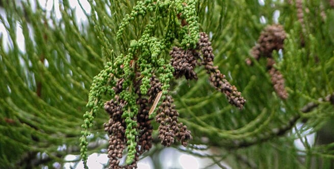 Atlanta Botanical Garden | Falling Waters Bald Cypress