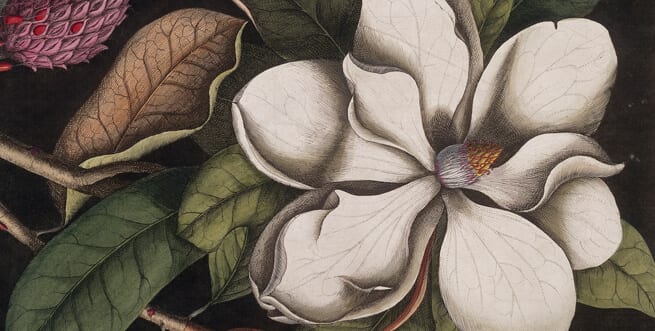 Atlanta Botanical Garden | Sheffield Botanical Library