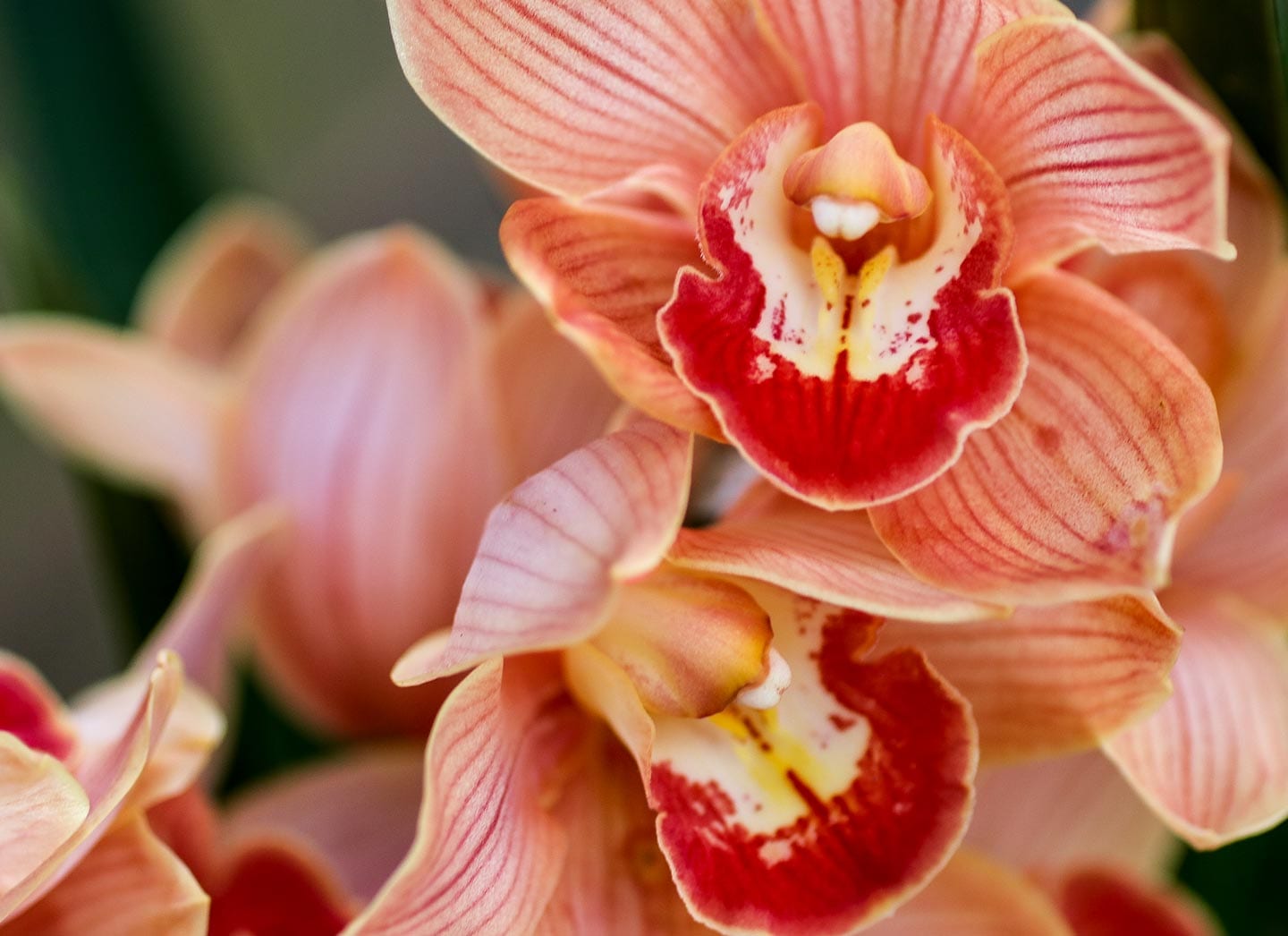 Orchid Botanical Gardens Orchids Botanical