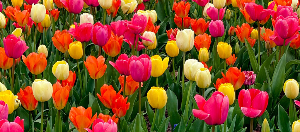 Atlanta Botanical Garden | Events & Exhibitions