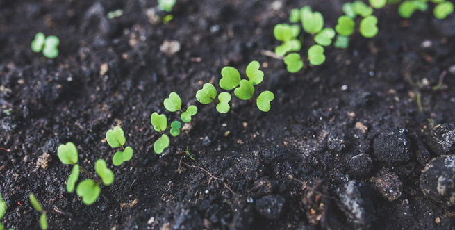 Atlanta Botanical Garden | Composting Basics