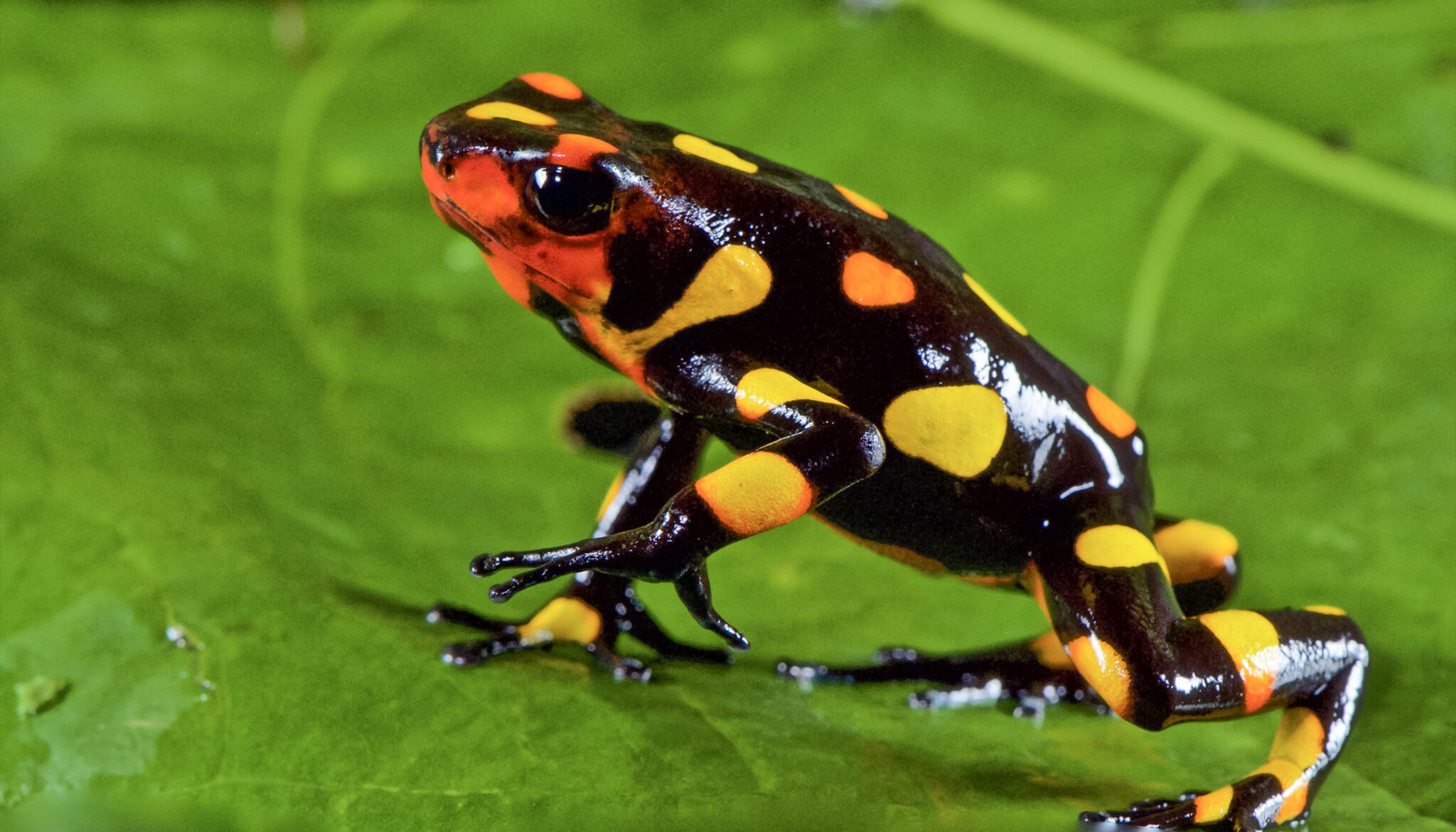 Atlanta Botanical Garden | Frogs of Colombia